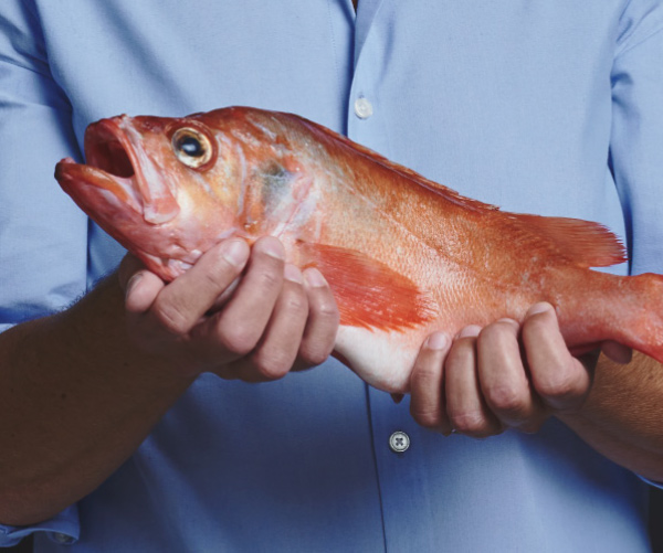 A propos de Cactus | Cactus